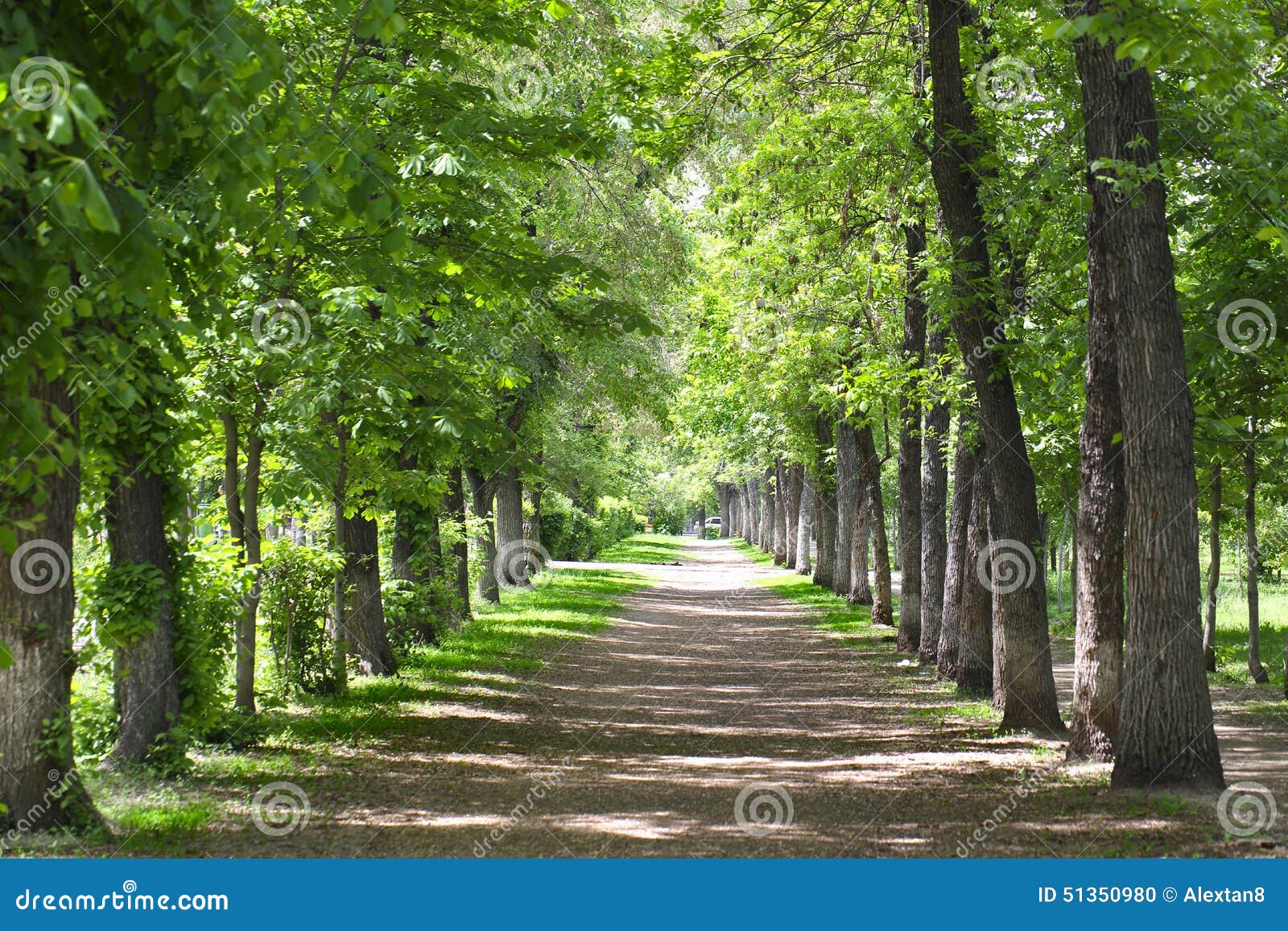 Park landscape alley stock photo. Image of environment - 51350980