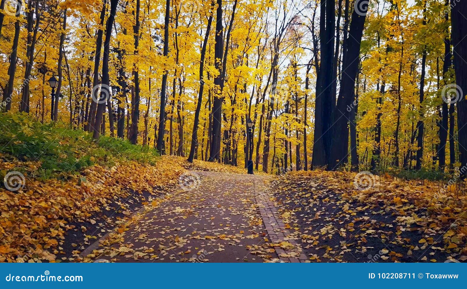 Park landscape at autumn stock video. Video of scenery - 102208711