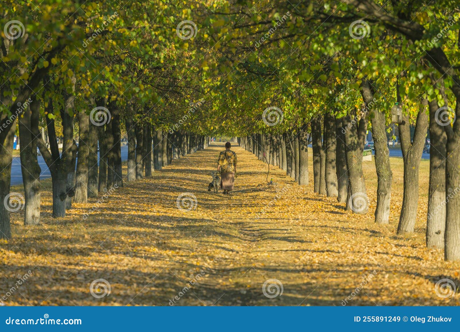 Park Landscape with a Long Alley Stock Image - Image of gardening ...