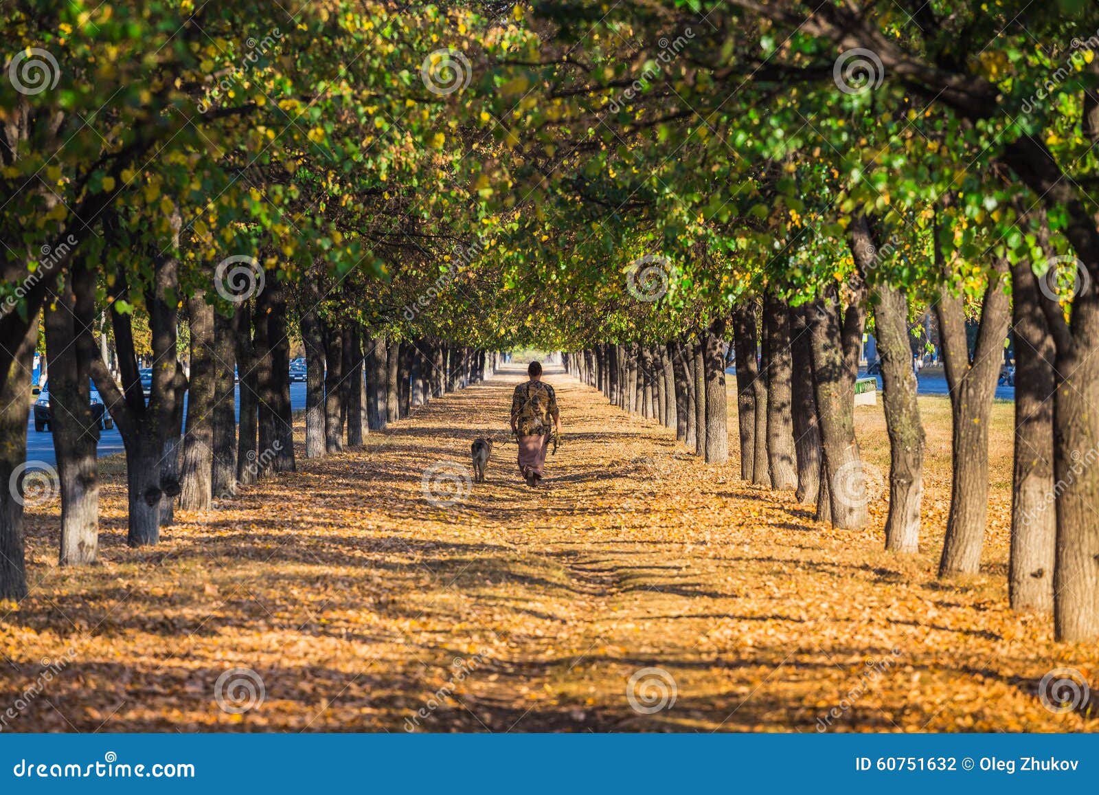Park Landscape with a Long Alley Stock Photo - Image of outdoors ...