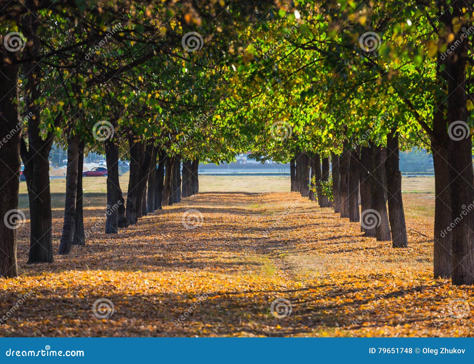Park Landscape with a Long Alley Stock Photo - Image of lane, outside ...