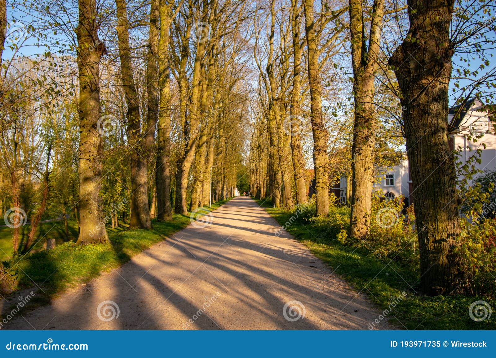 Park Landscape with a Long Pathway Lined with Trees on a Green Lawn ...