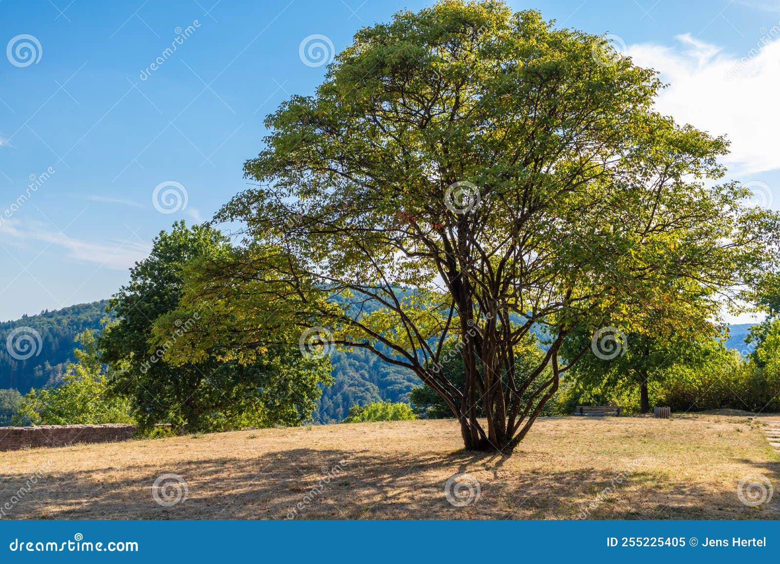 Park Landscape with Trees in Midsummer Stock Image - Image of tree ...