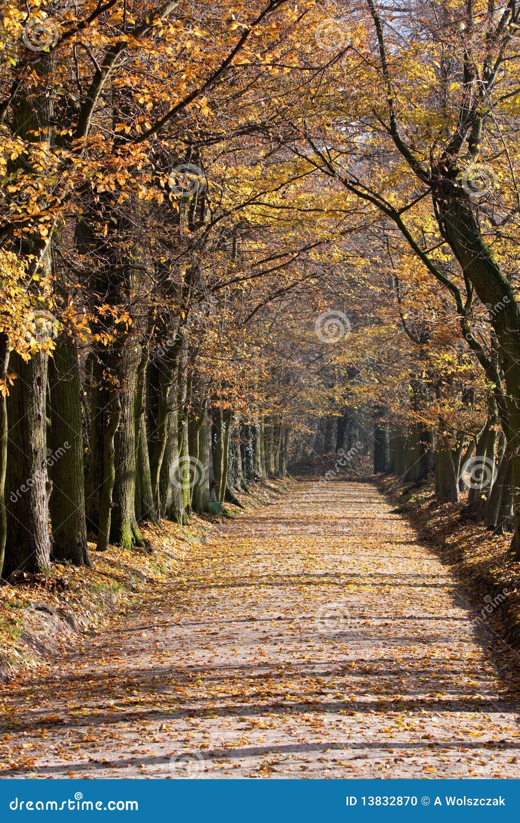 Park lane in fall stock photo. Image of brown, autumn - 13832870