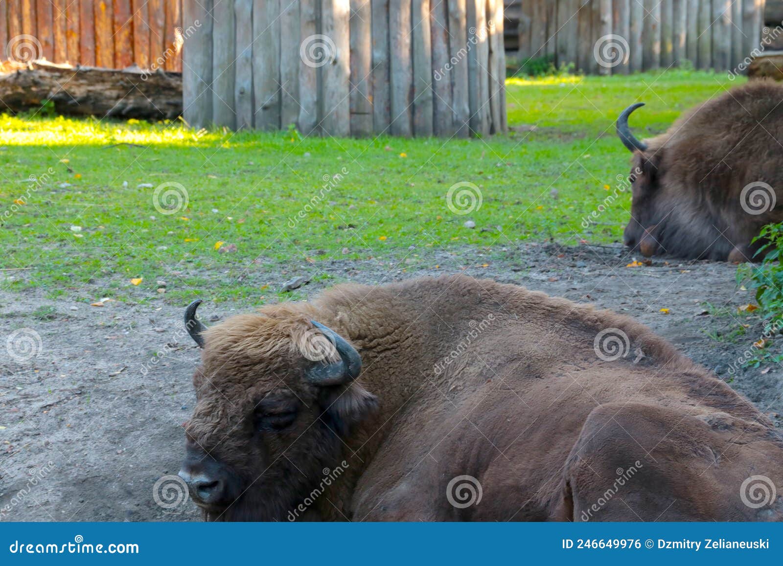 Sad Bison Lies On The Sand Royalty-Free Stock Image | CartoonDealer.com ...