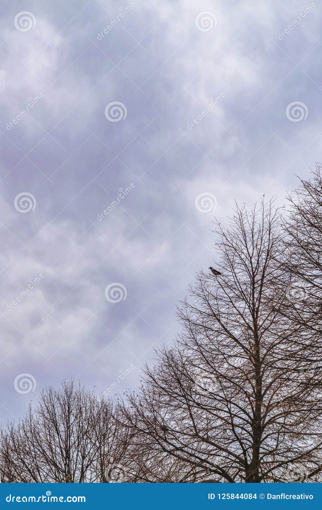Park Leave less Trees stock photo. Image of background - 125844084