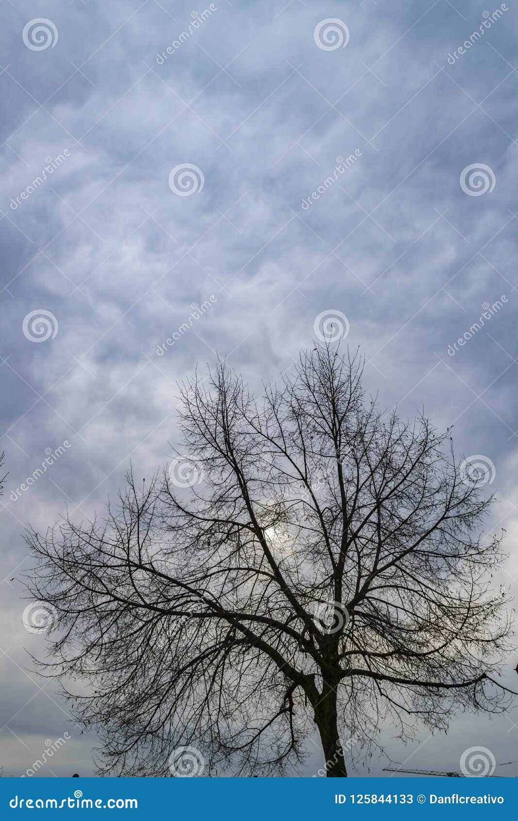 Park Leave less Trees stock image. Image of season, beauty - 125844133