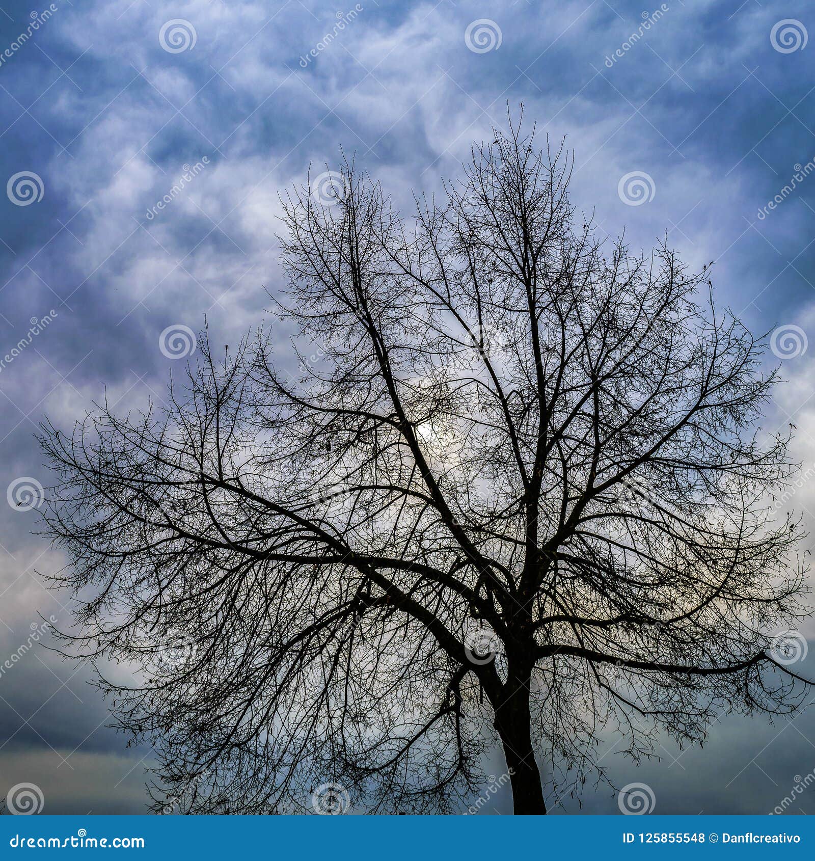 Park Leave less Trees stock photo. Image of cloudy, outdoor - 125855548