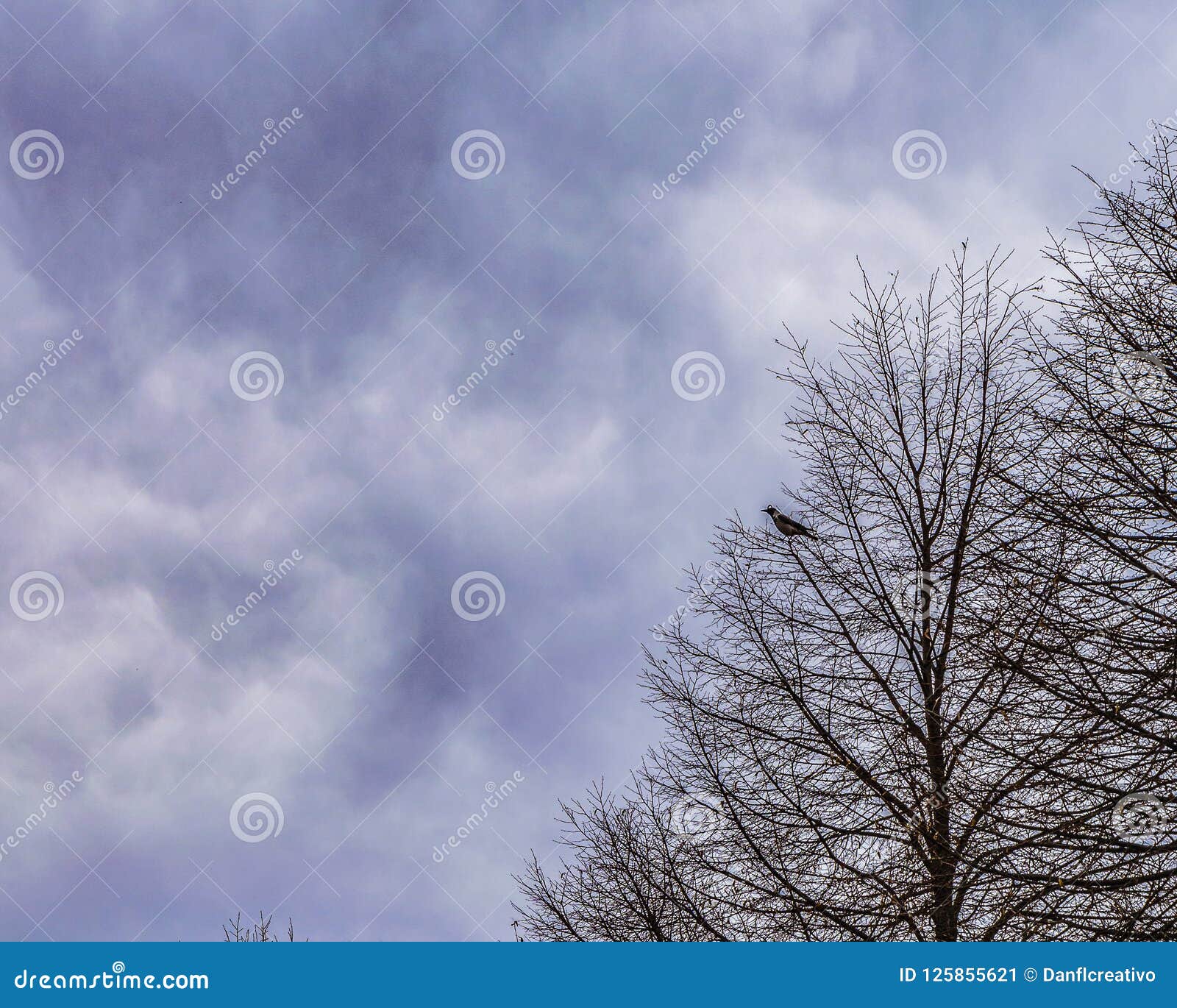 Park Leave less Trees stock image. Image of environment - 125855621