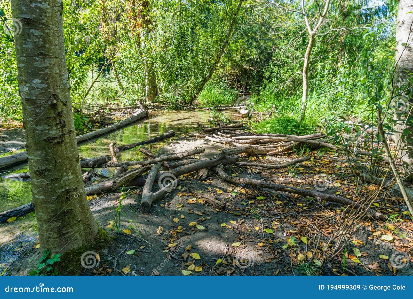 Park Logs and Stream stock image. Image of landscape - 194999309