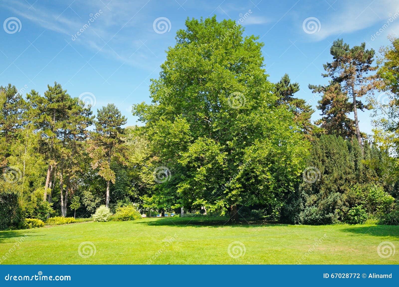 Park, meadow and blue sky stock photo. Image of park - 67028772