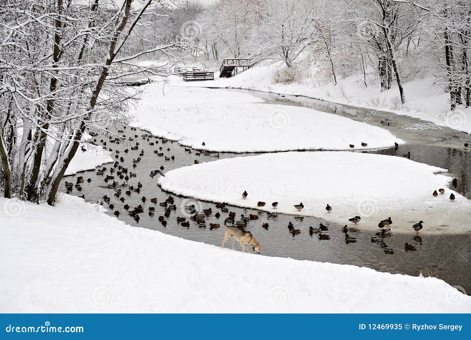 Park in Moskou Met Eenden Na Zware Sneeuw Stock Afbeelding - Image of ...