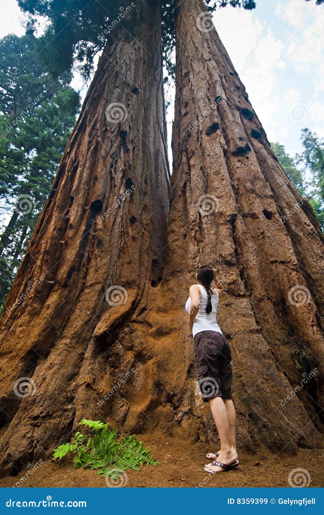 Park narodowy sekwoja obraz stock. Obraz złożonej z turystyka - 8359399