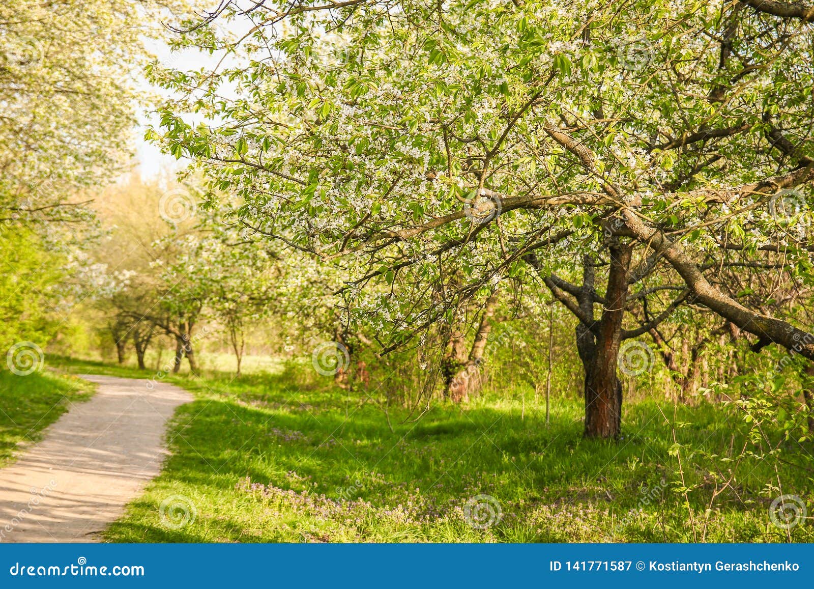 Park Nature Path in the Meadow Stock Image - Image of rural, natural ...