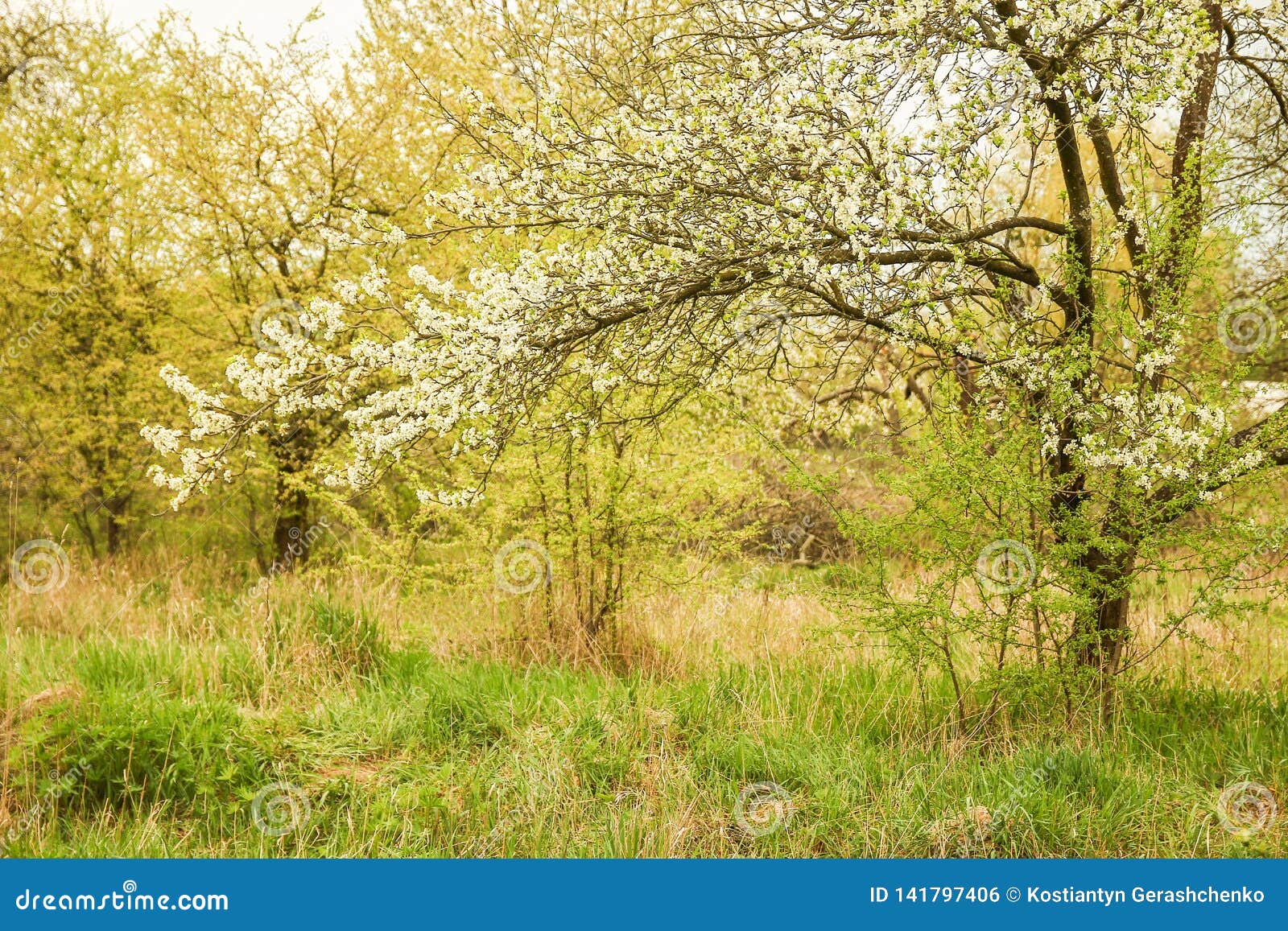 Park Nature Path in the Meadow Stock Photo - Image of cherry, lawn ...
