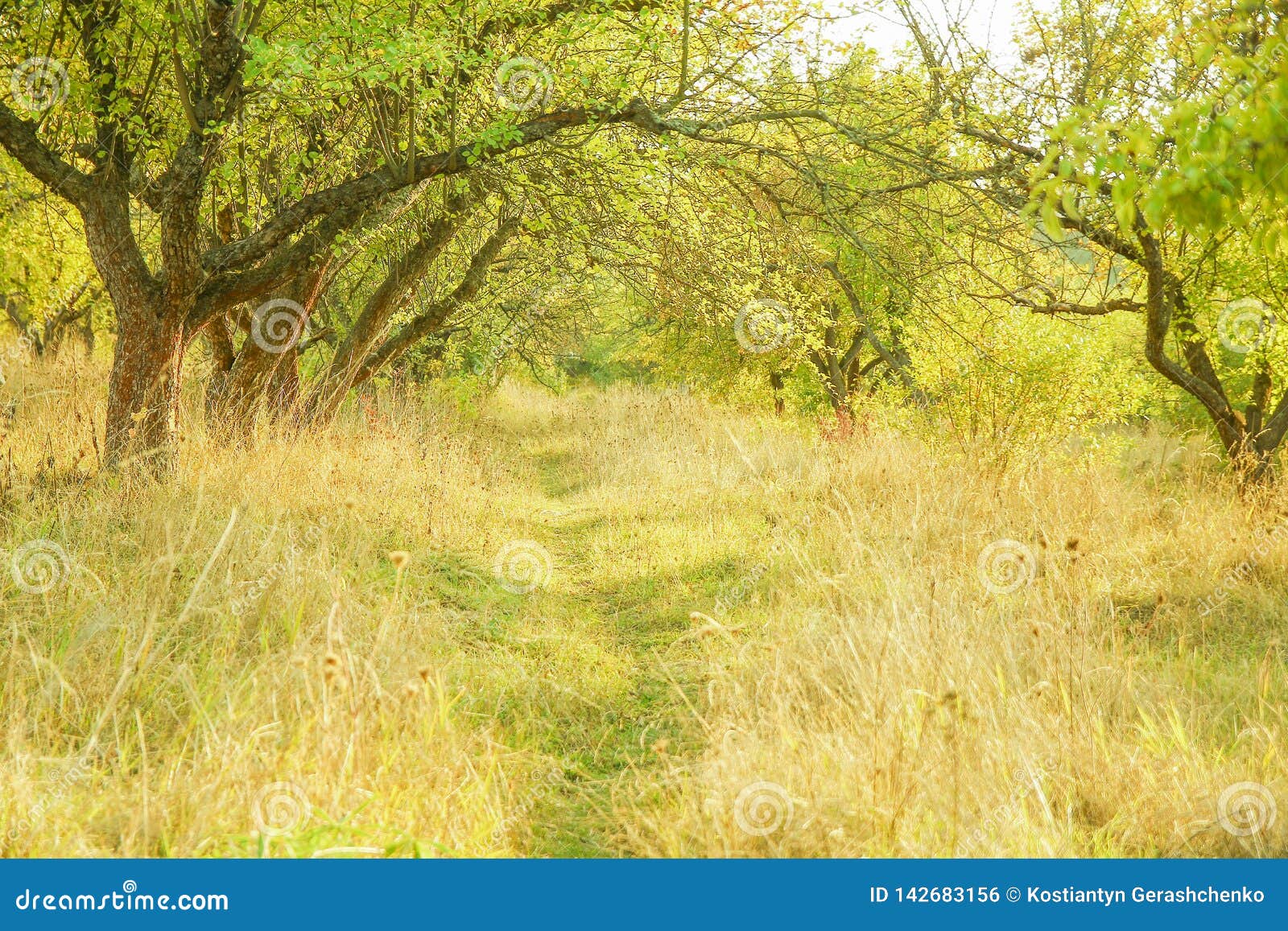 Park Nature Path in the Meadow Stock Photo - Image of lawn, color ...