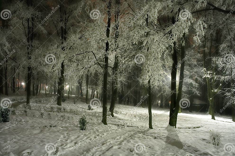 Park at night stock photo. Image of fantasy, nature, legend - 3944652