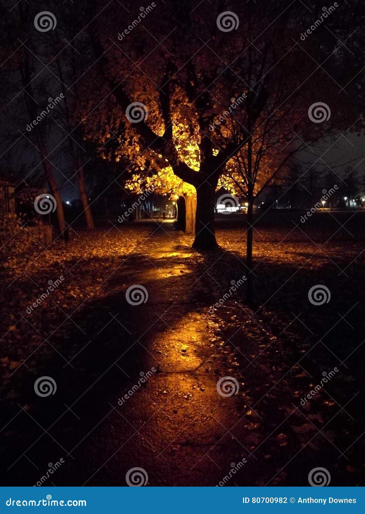 Park at night stock photo. Image of reflecting, night - 80700982