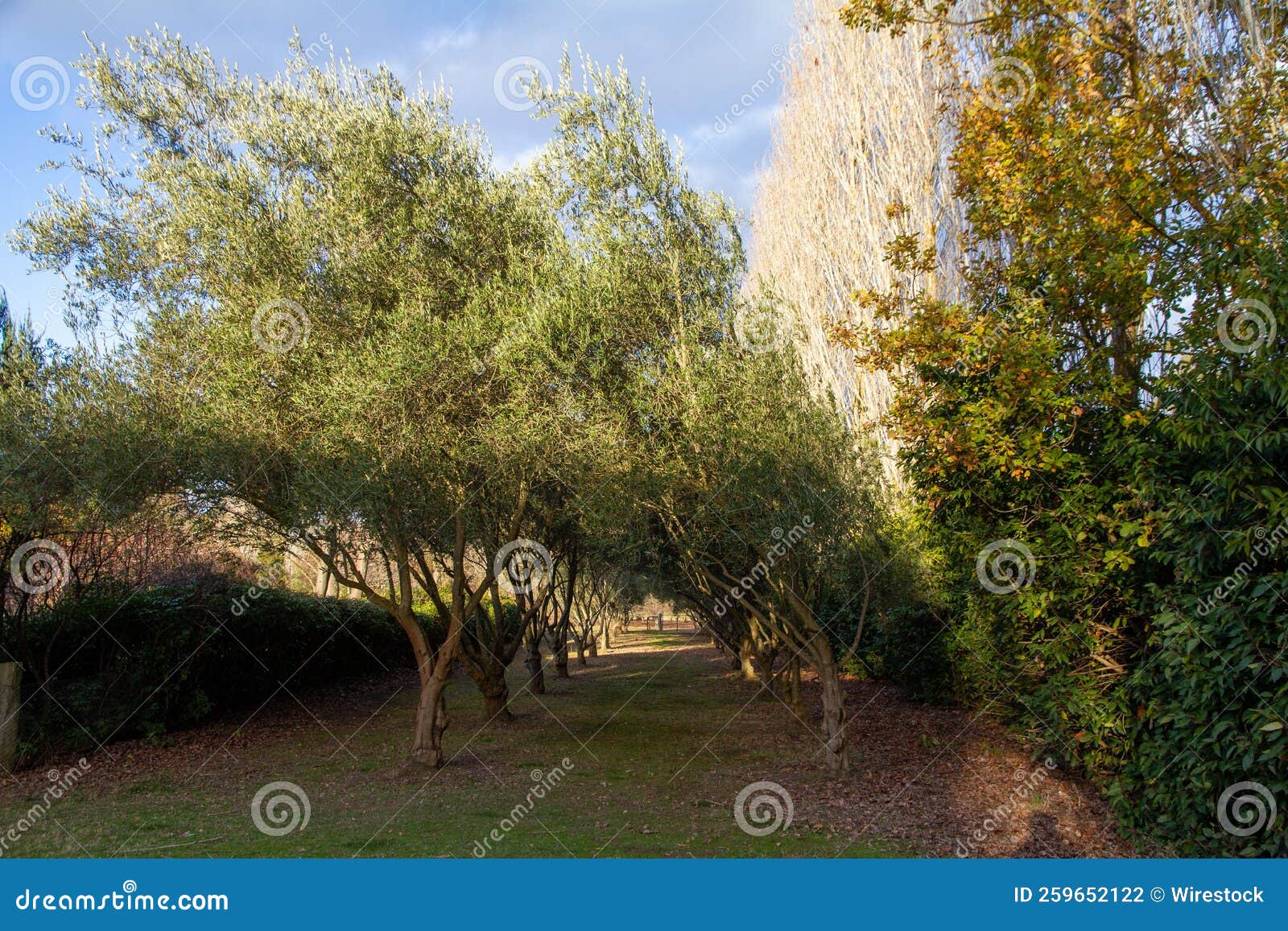 Park with Olive Trees, Bare Trees and a Cloudy Sky in the Background ...