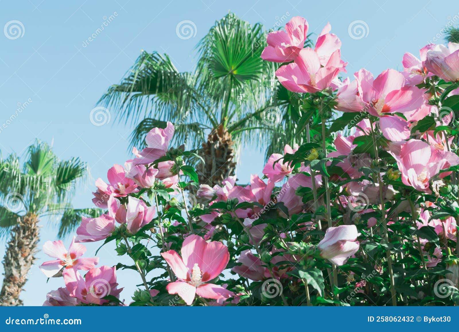 Pink Flowers and Palm Trees in the Park. Stock Photo - Image of palms ...