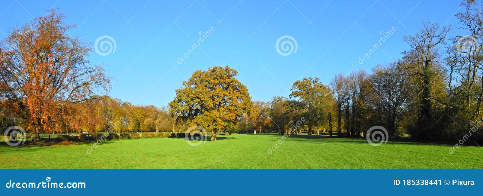 Park Panorama - Trees in Autumn Stock Image - Image of field, blur ...