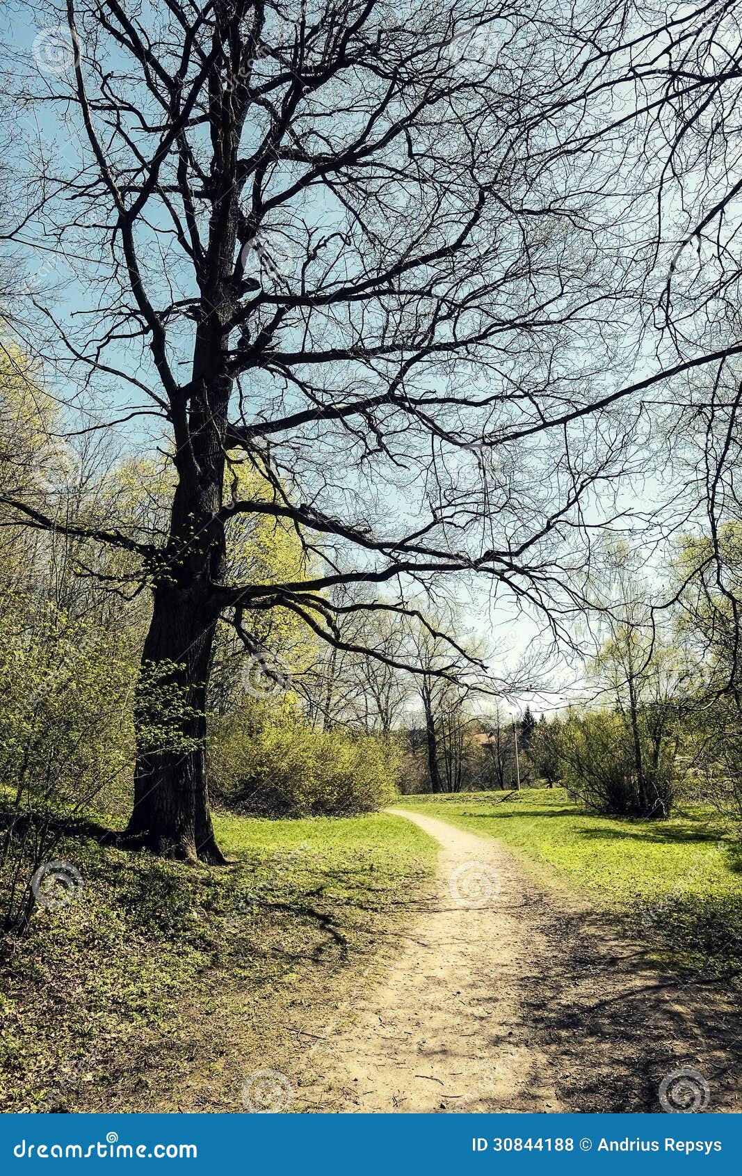 Park path stock photo. Image of spring, sunshine, sunlight - 30844188