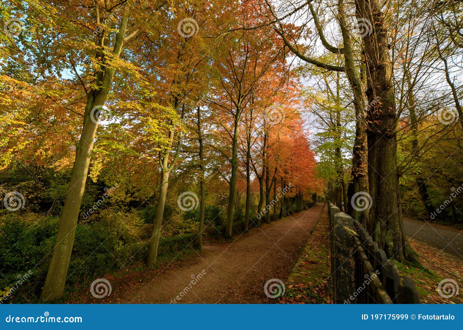 Park Path with Colorful Trees in Autumns Stock Image - Image of ...