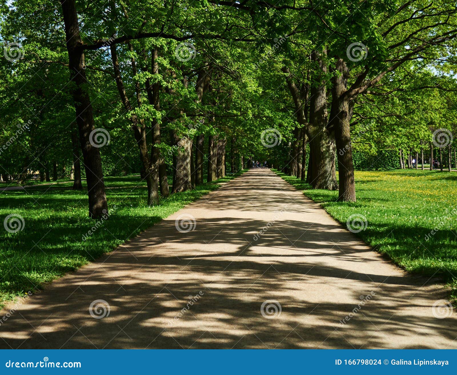 Park Path in the Shade of Trees Stock Photo - Image of common, garden ...