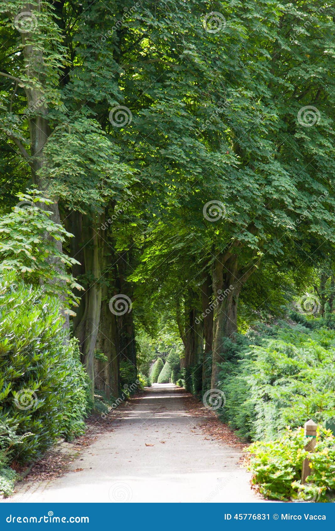 Park path stock image. Image of park, nature, path, trees - 45776831