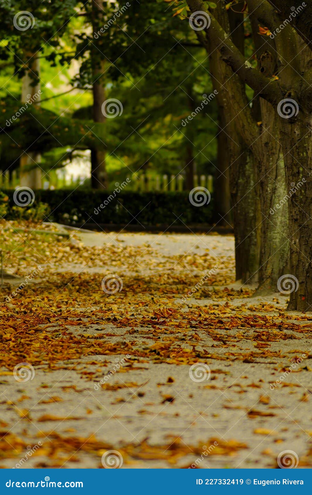 Park Path between Trees and Fallen Leaves. Autumnal Scene Stock Image ...