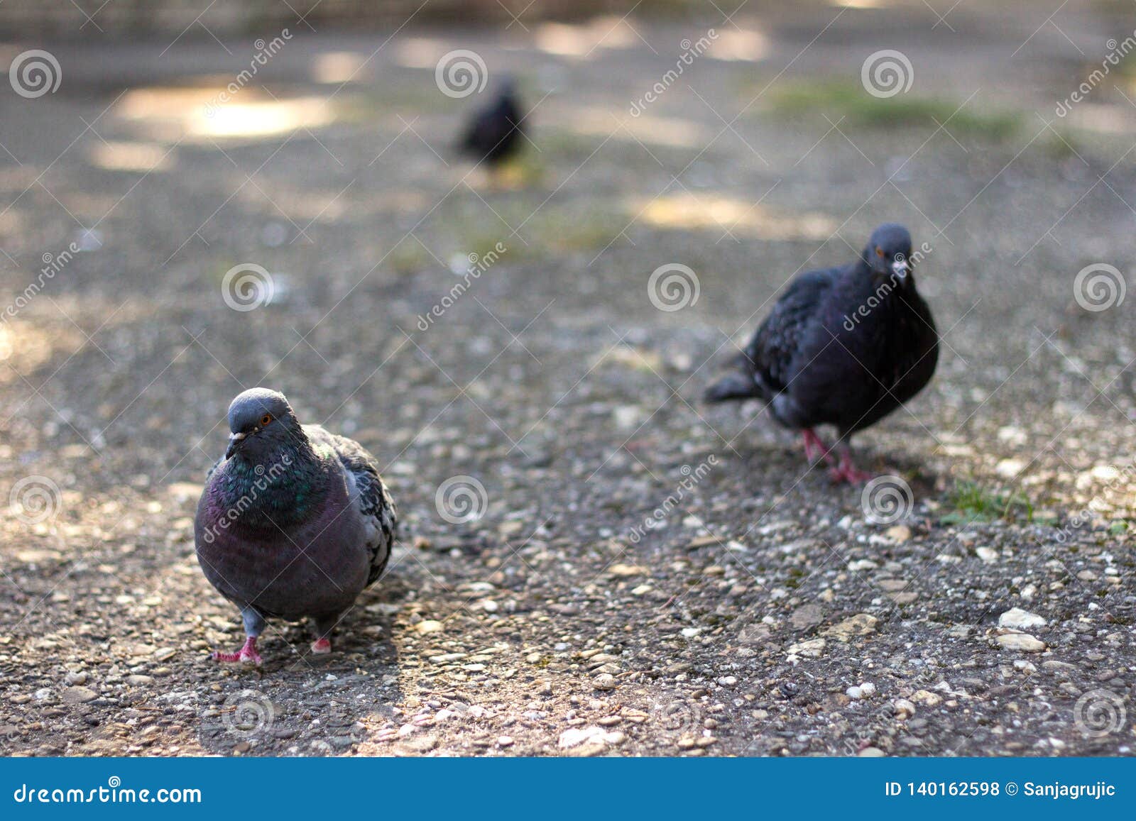 Park Pigeons. a Few Pigeons Walking Stock Photo - Image of nature ...