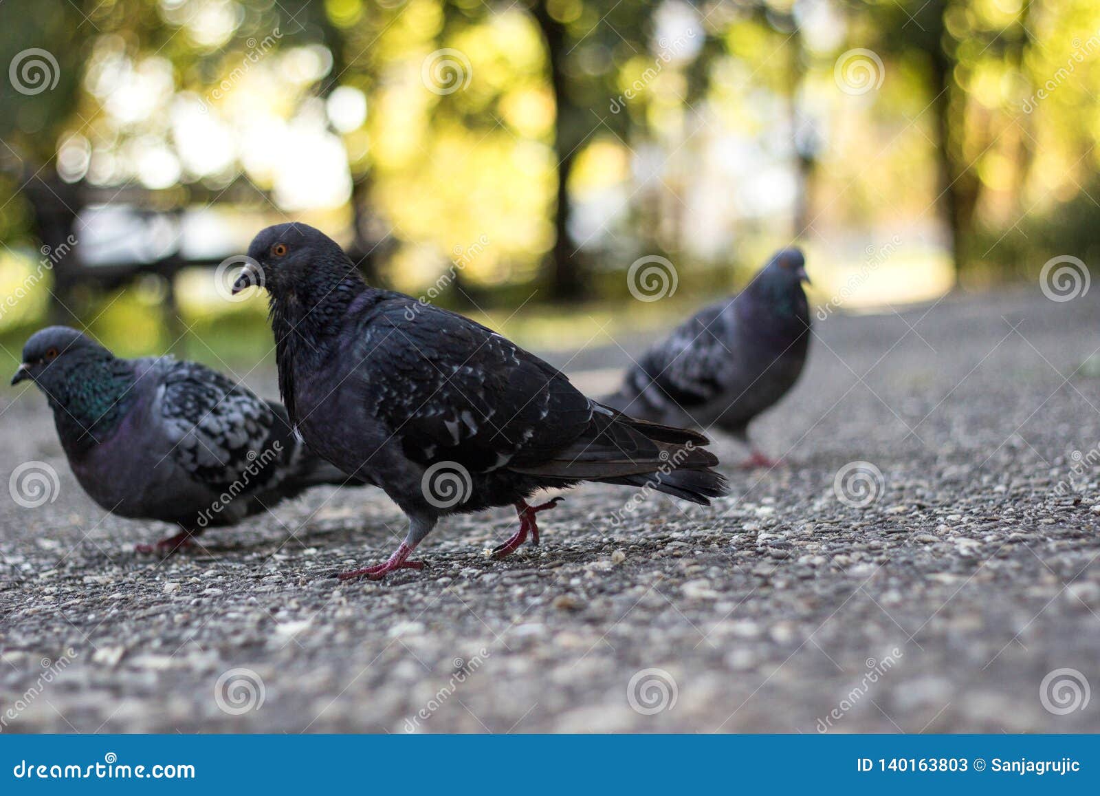 Park Pigeons. a Few Pigeons Walking Stock Image - Image of animals ...