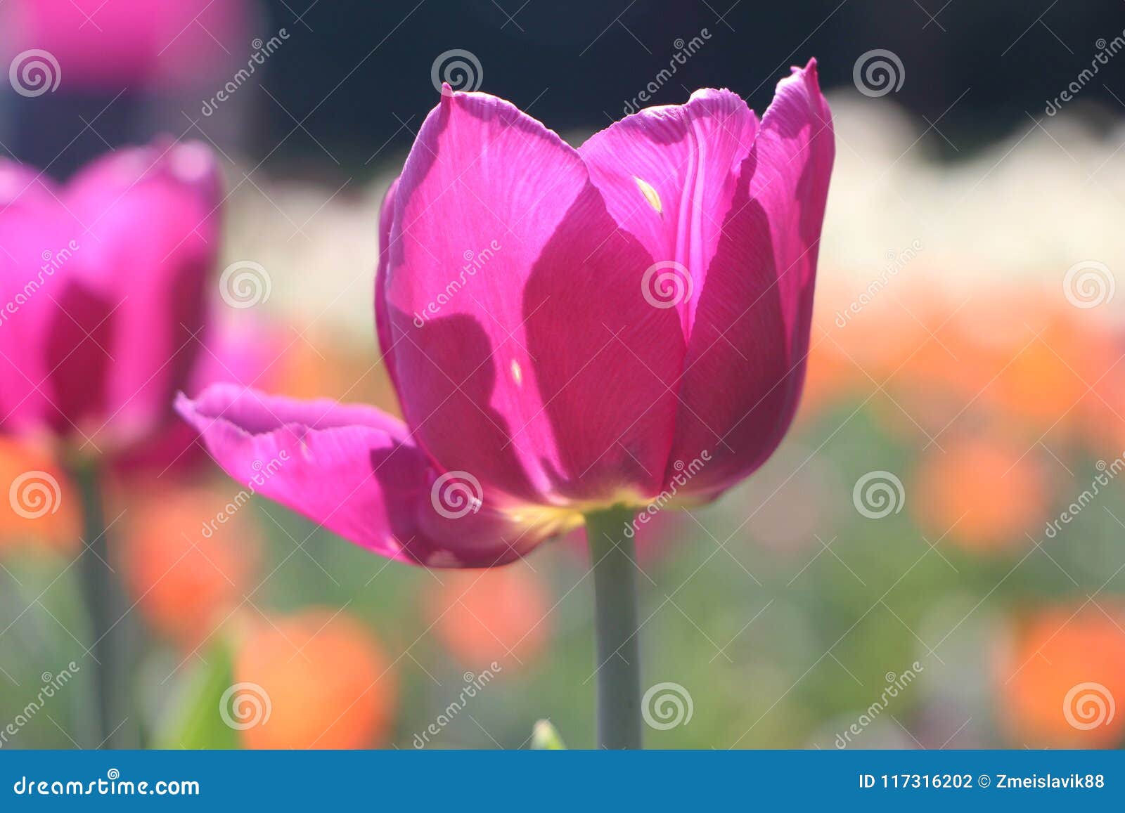 Pink flower stock photo. Image of flouer, trees, pink - 117316202