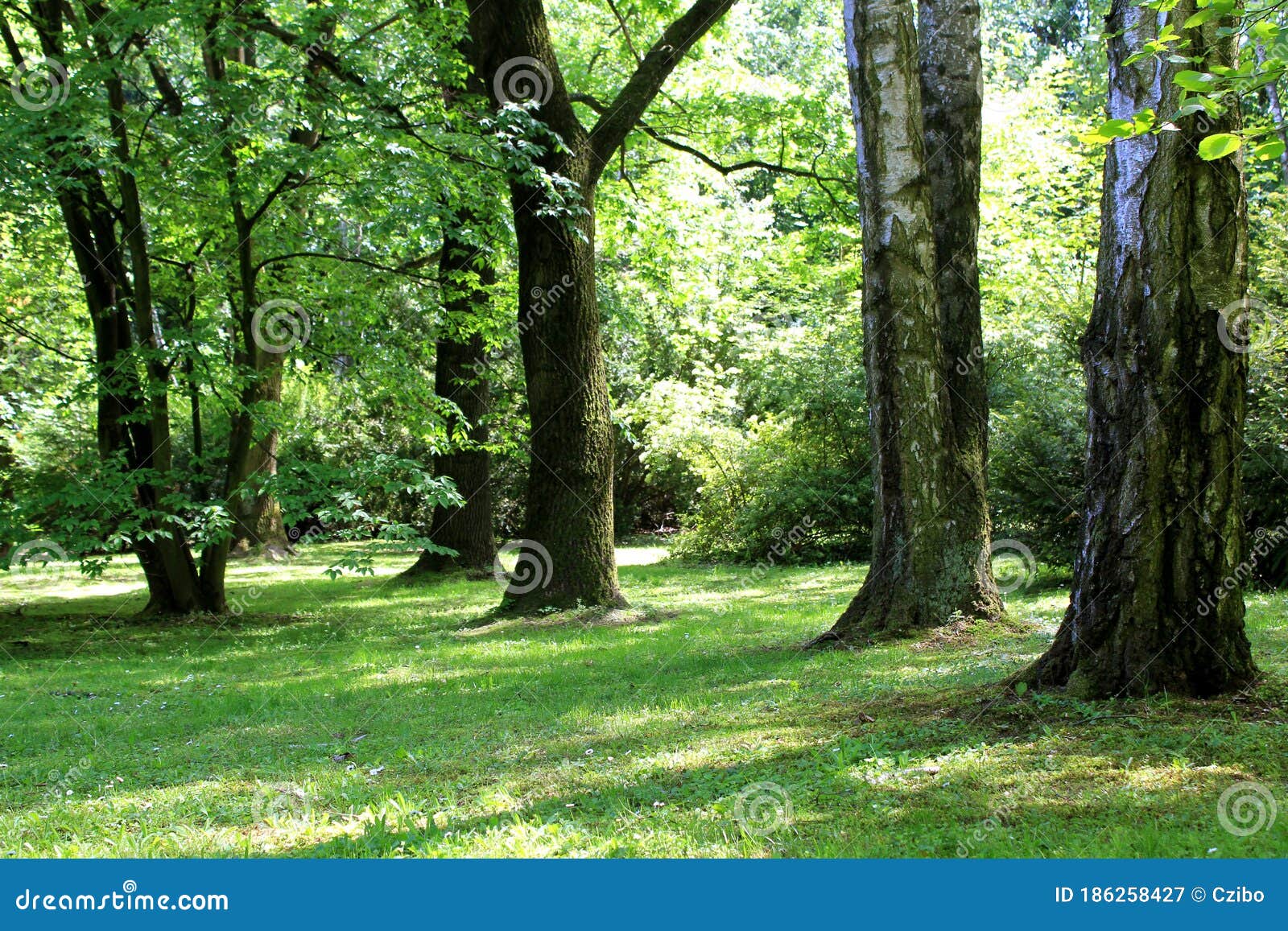 Park Place with Green Grass and Trees Stock Image - Image of woods ...