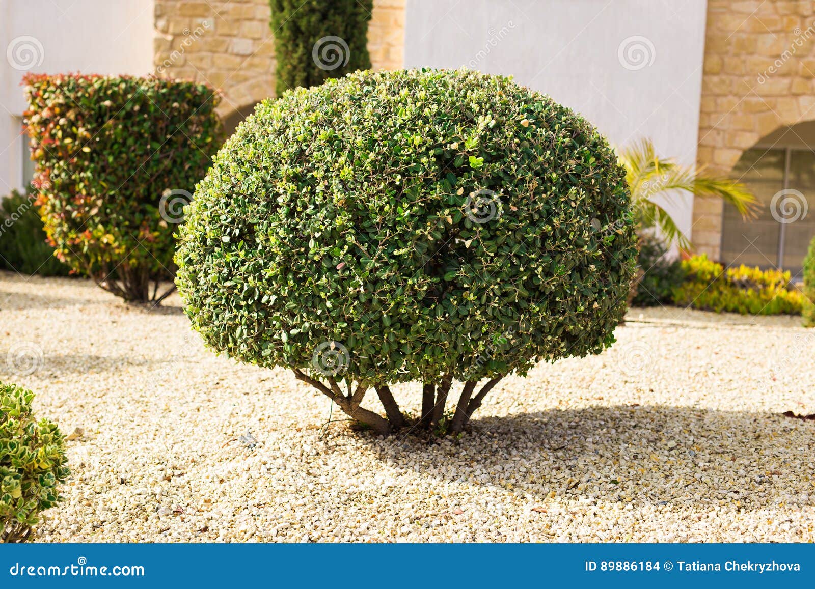 Park Planting of Green Shrubs Shorn by a Round Shape Stock Photo ...