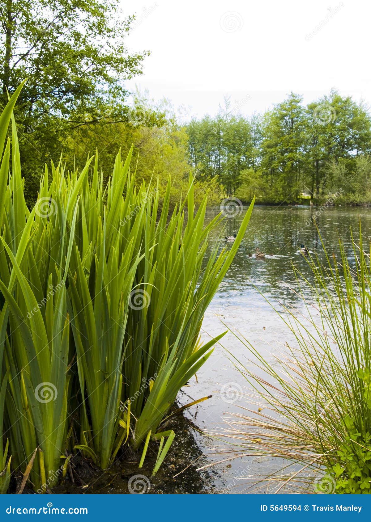 Park Pond stock photo. Image of outside, landscape, northwest - 5649594