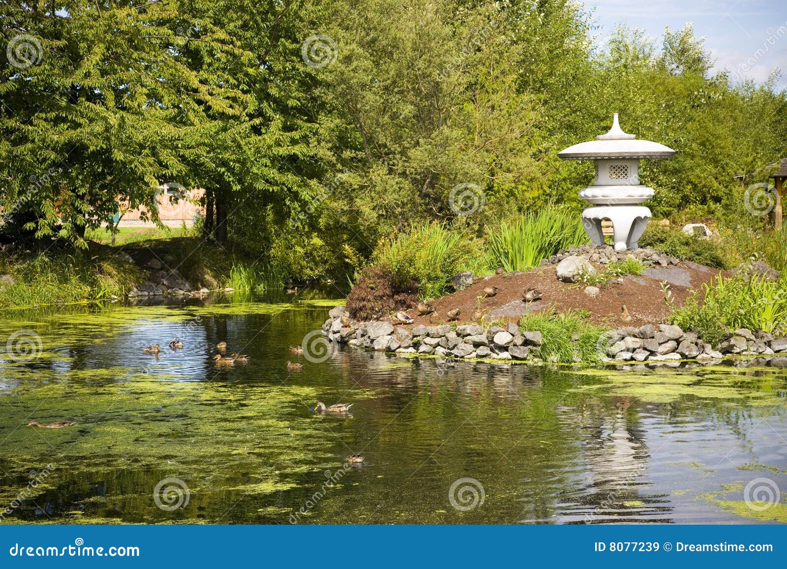 Park Pond stock image. Image of summer, sunny, scenic - 8077239