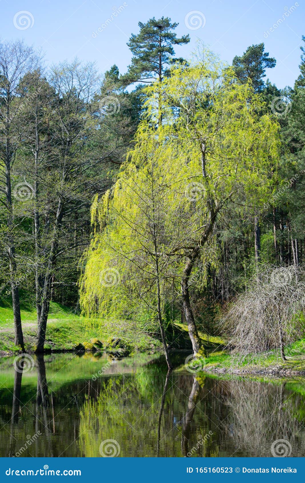 Park Pond with Trees Reflection in the Water Stock Image - Image of ...
