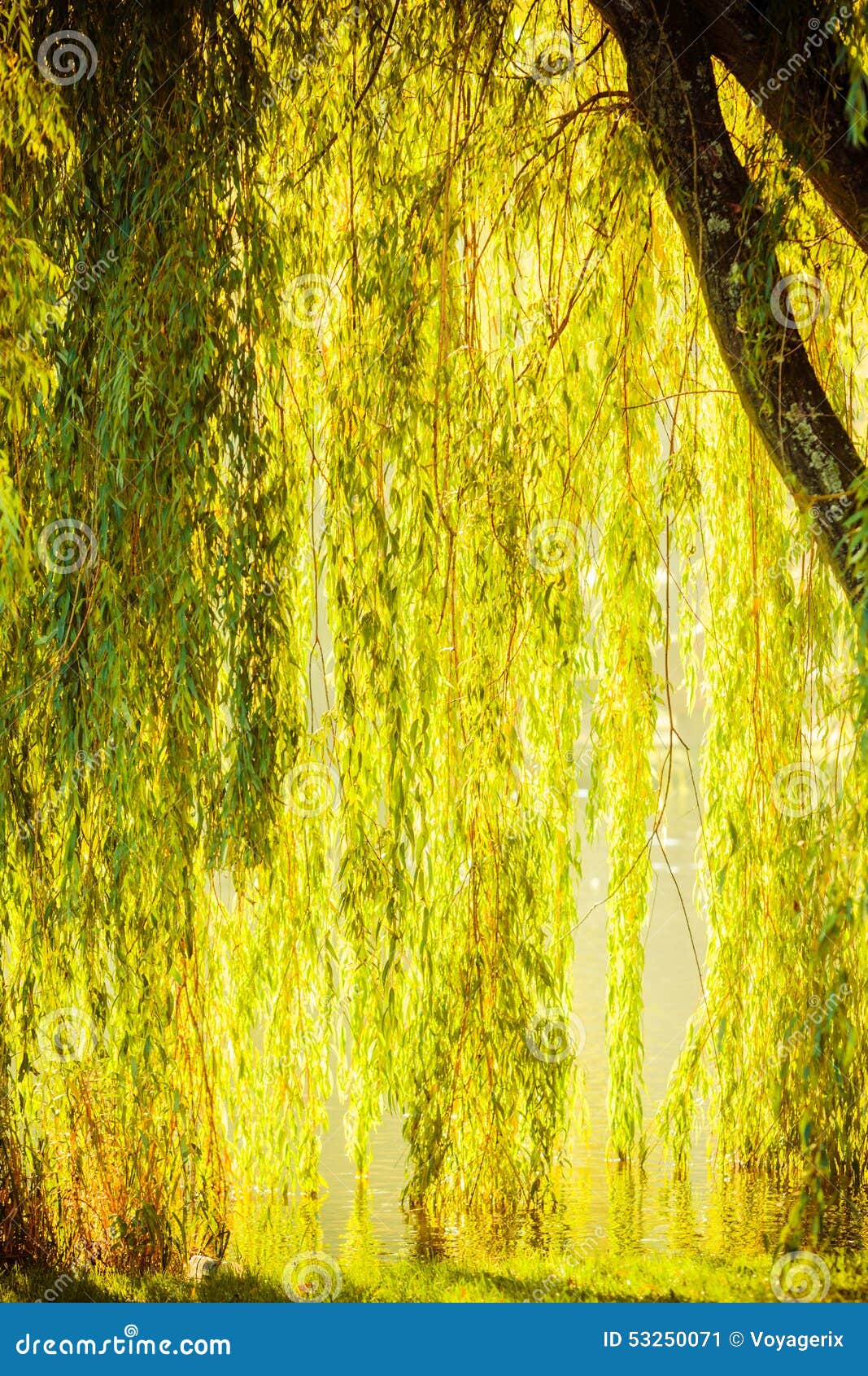 Park with Pond and Willow Trees Stock Image - Image of outside, water ...