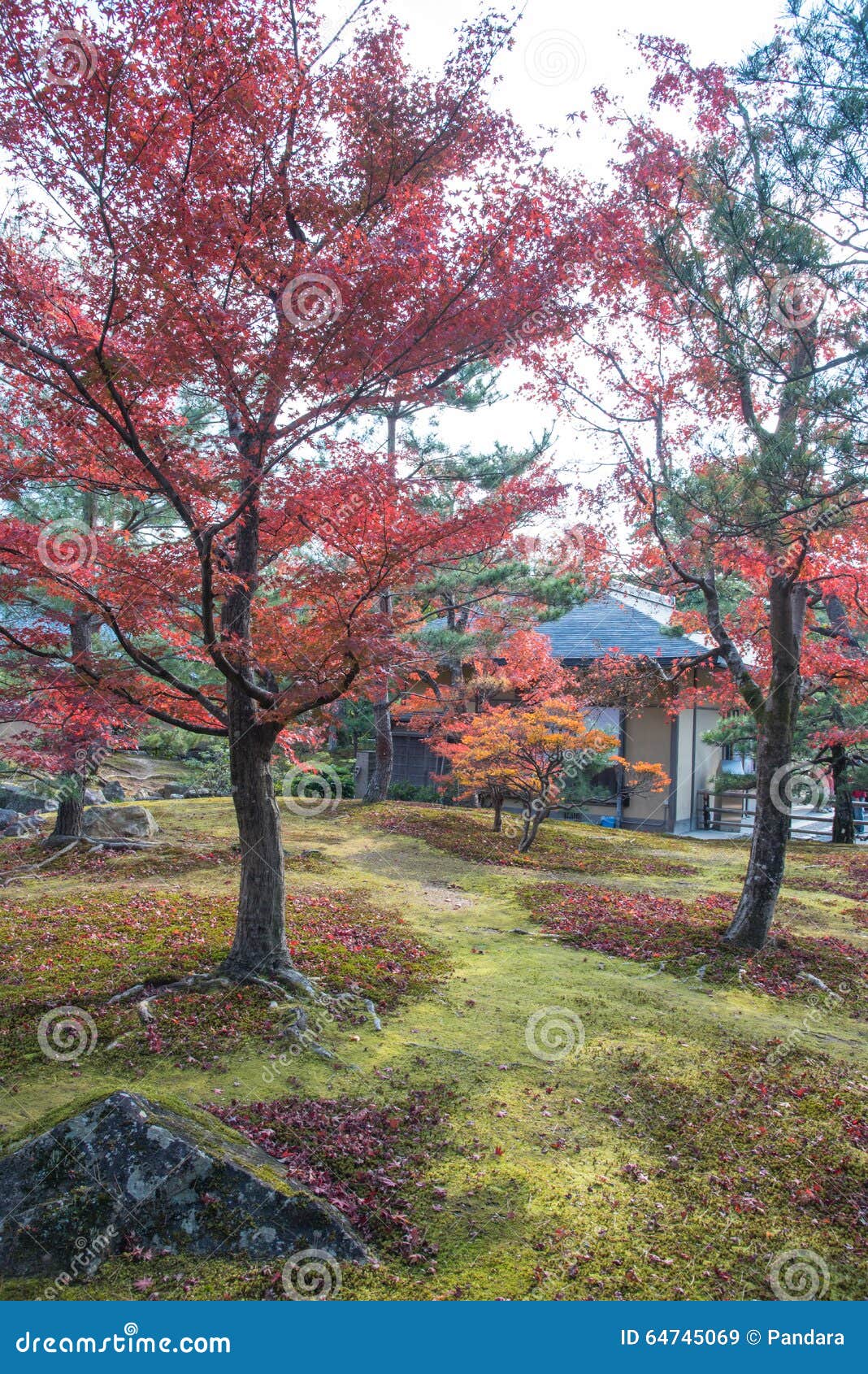 The Park with Red Maples Tree in Japan Stock Image - Image of ...