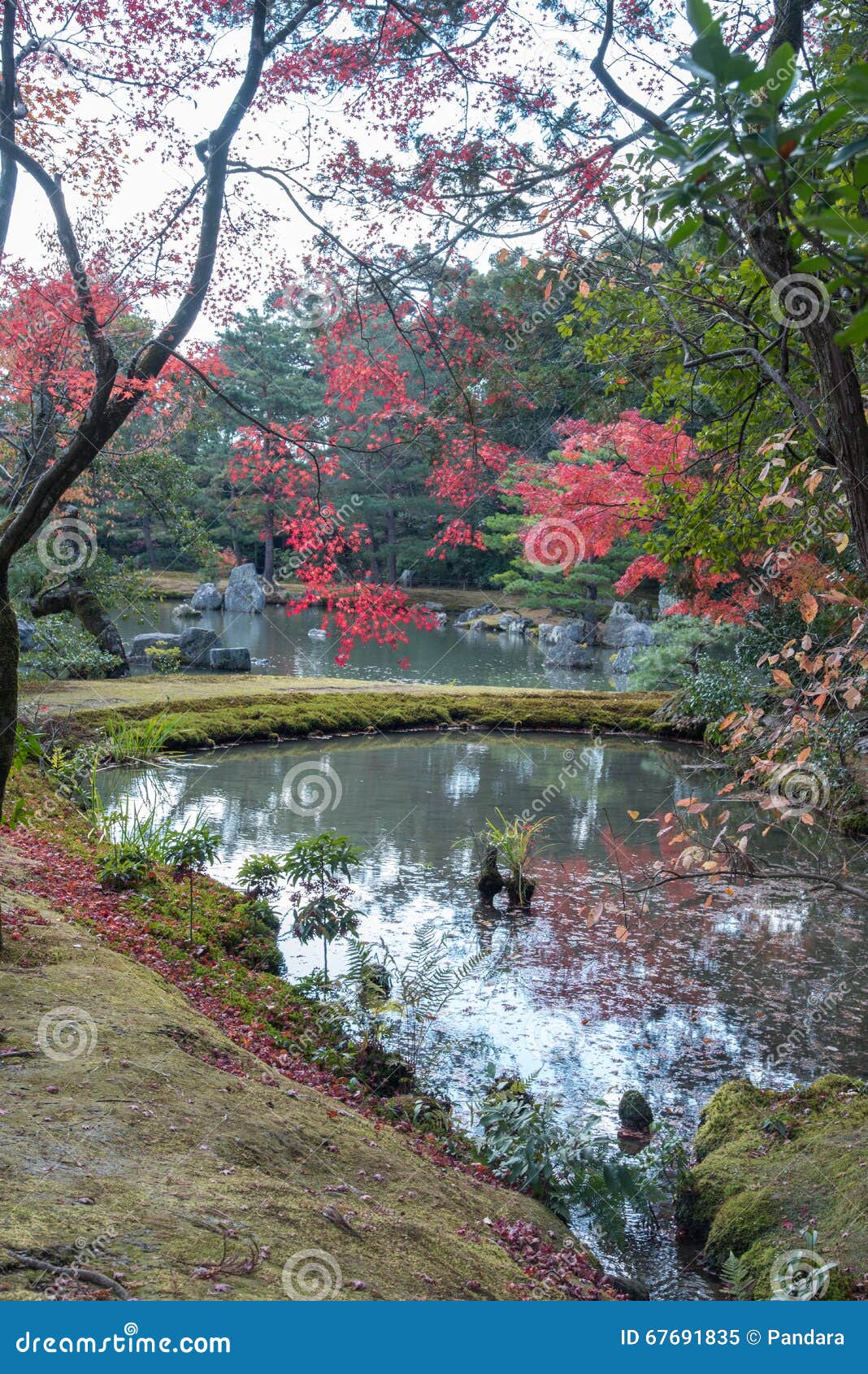 The Park with Red Maples Tree in Japan Stock Image - Image of maples ...