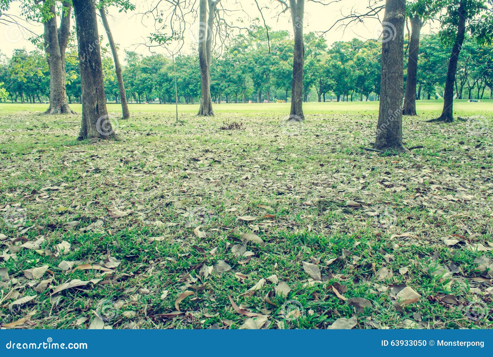 The park relaxation stock photo. Image of natural, field - 63933050