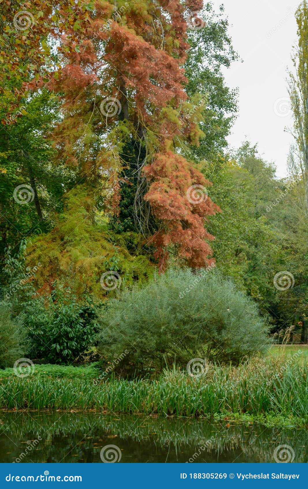 Park river bridge trees stock image. Image of forest - 188305269