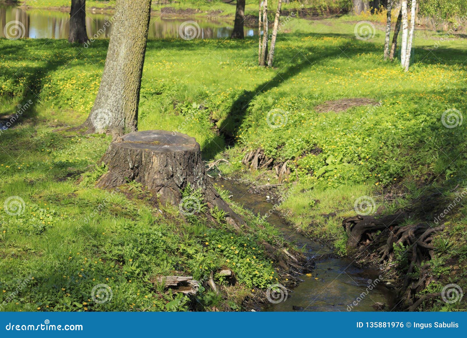 In the Park, the River Flows Out of the Pond Stock Photo - Image of ...