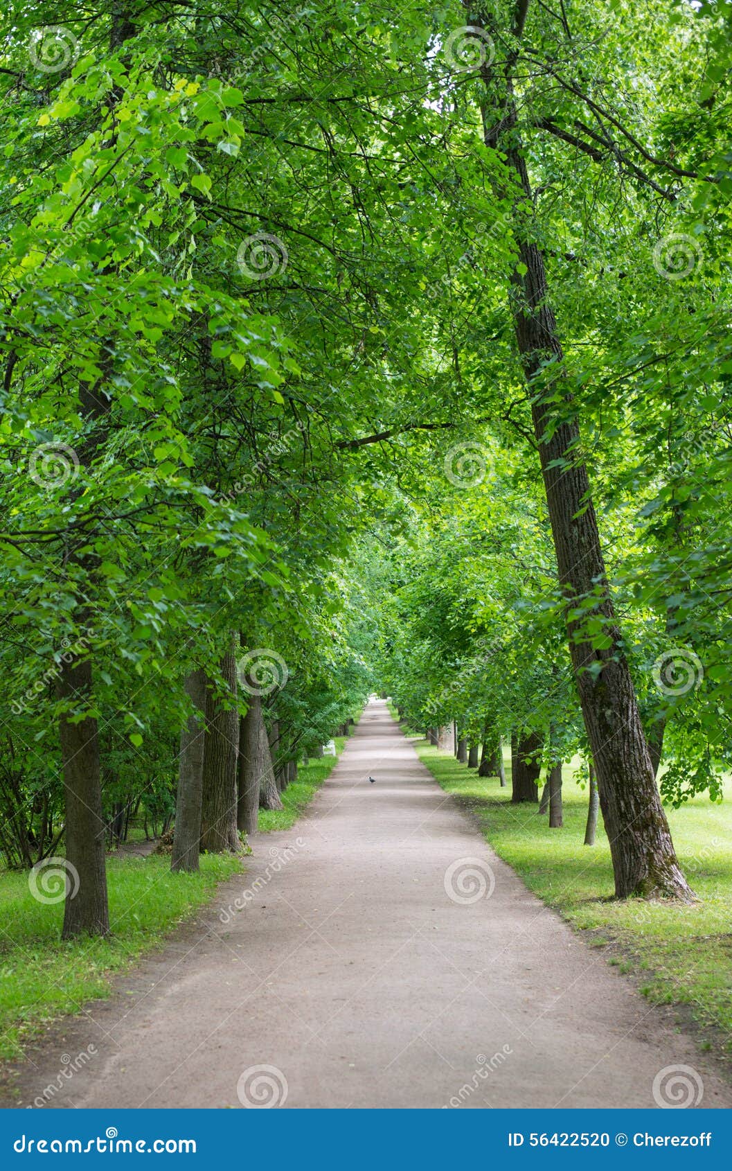 Park with road stock photo. Image of path, road, wood - 56422520