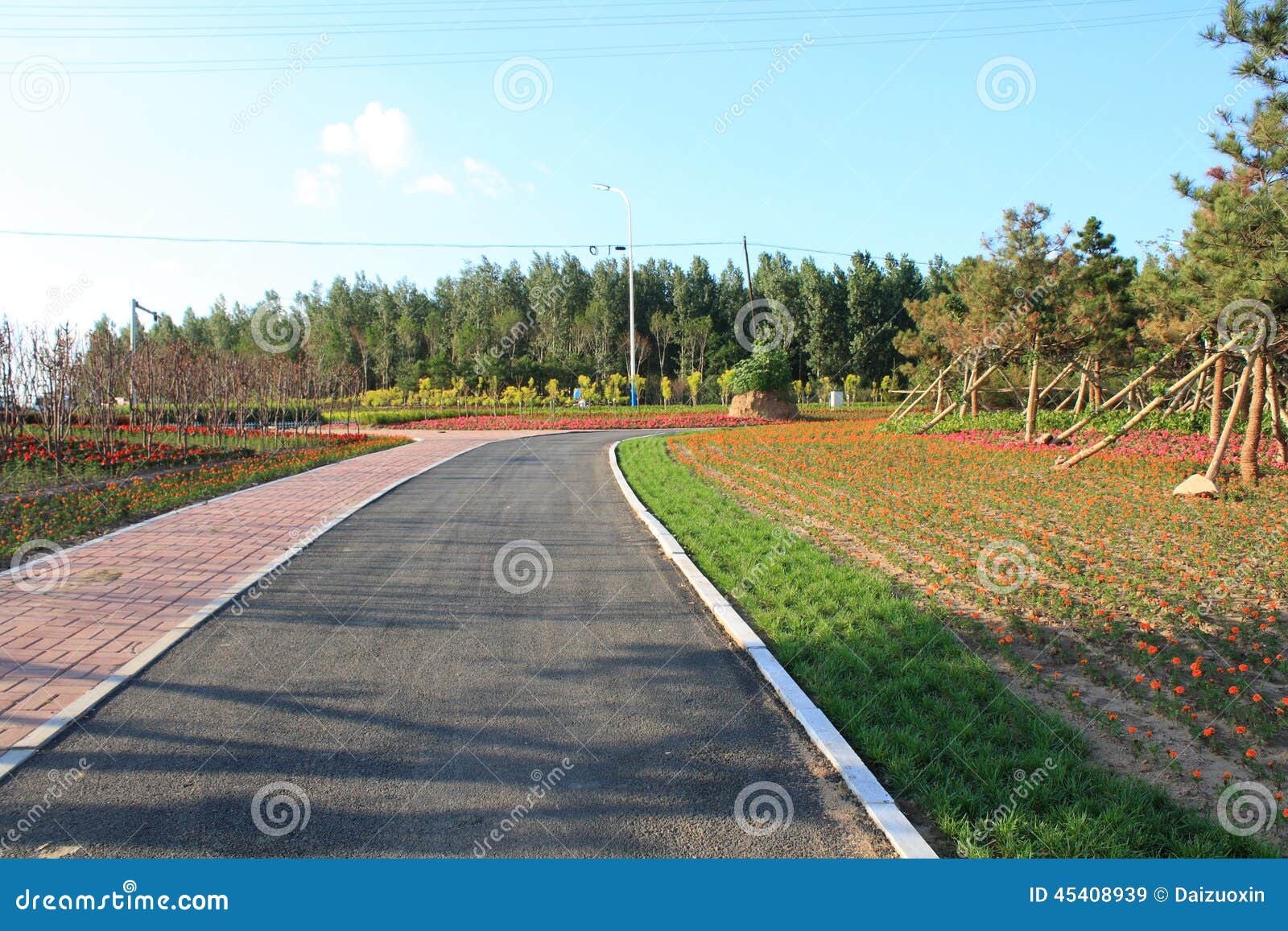 Park Road stock image. Image of park, foliage, tree, single - 45408939