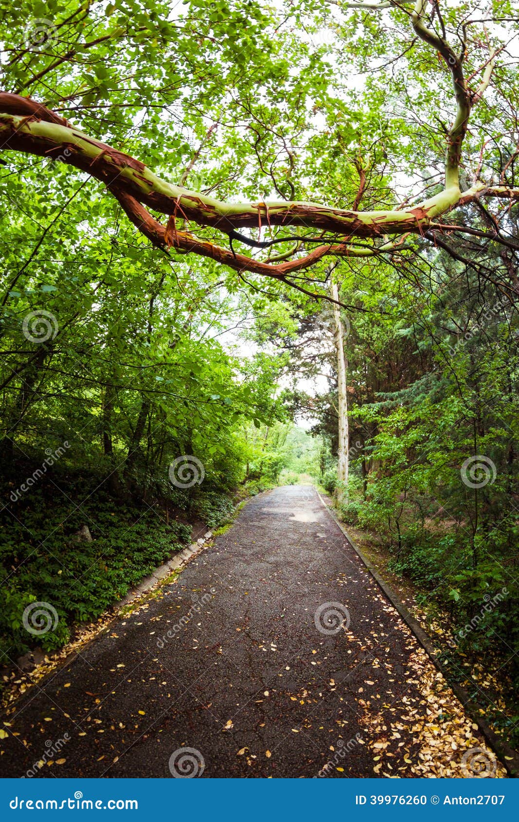 Park road in trees sunset stock photo. Image of bush - 39976260