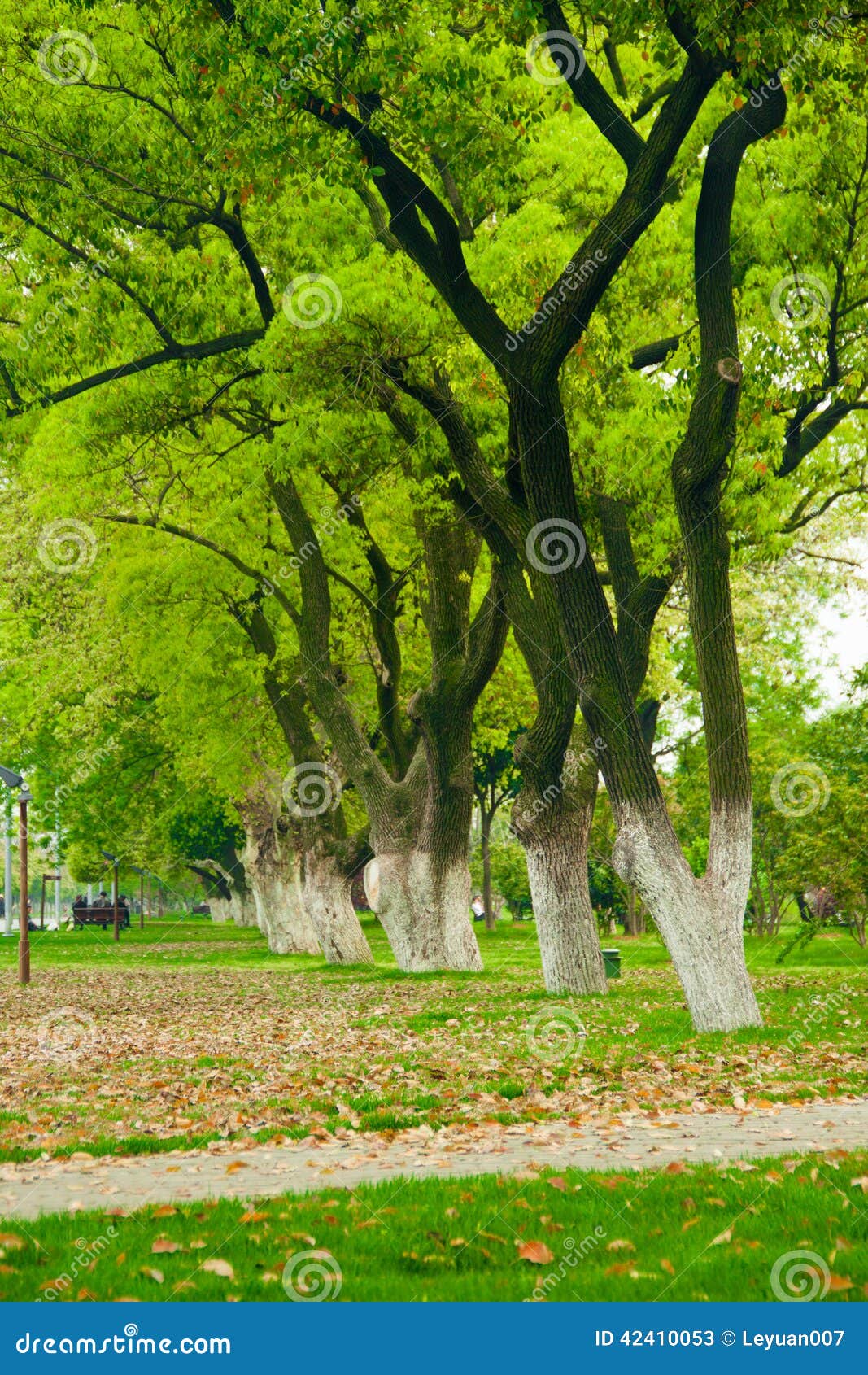 Park a Row of Large Plane Trees Stock Image - Image of green, spring ...