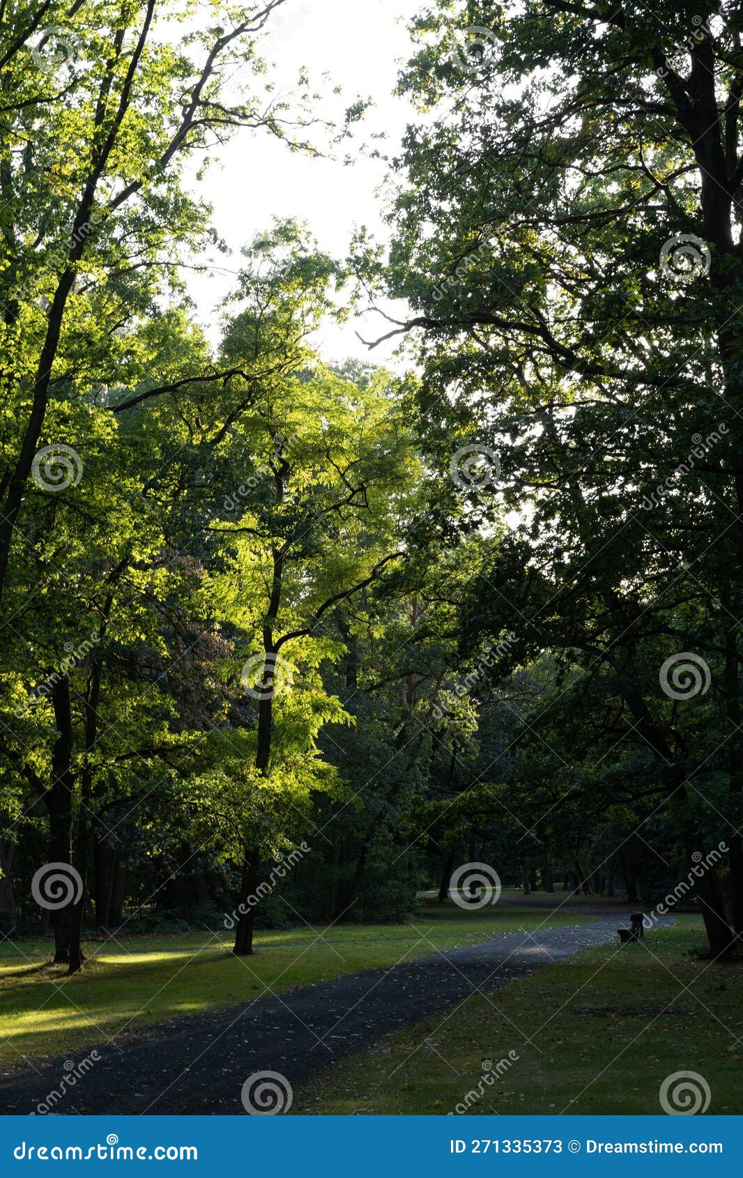 Park Scene Featuring a Pathway Lined with Lush Green Trees, Illuminated ...