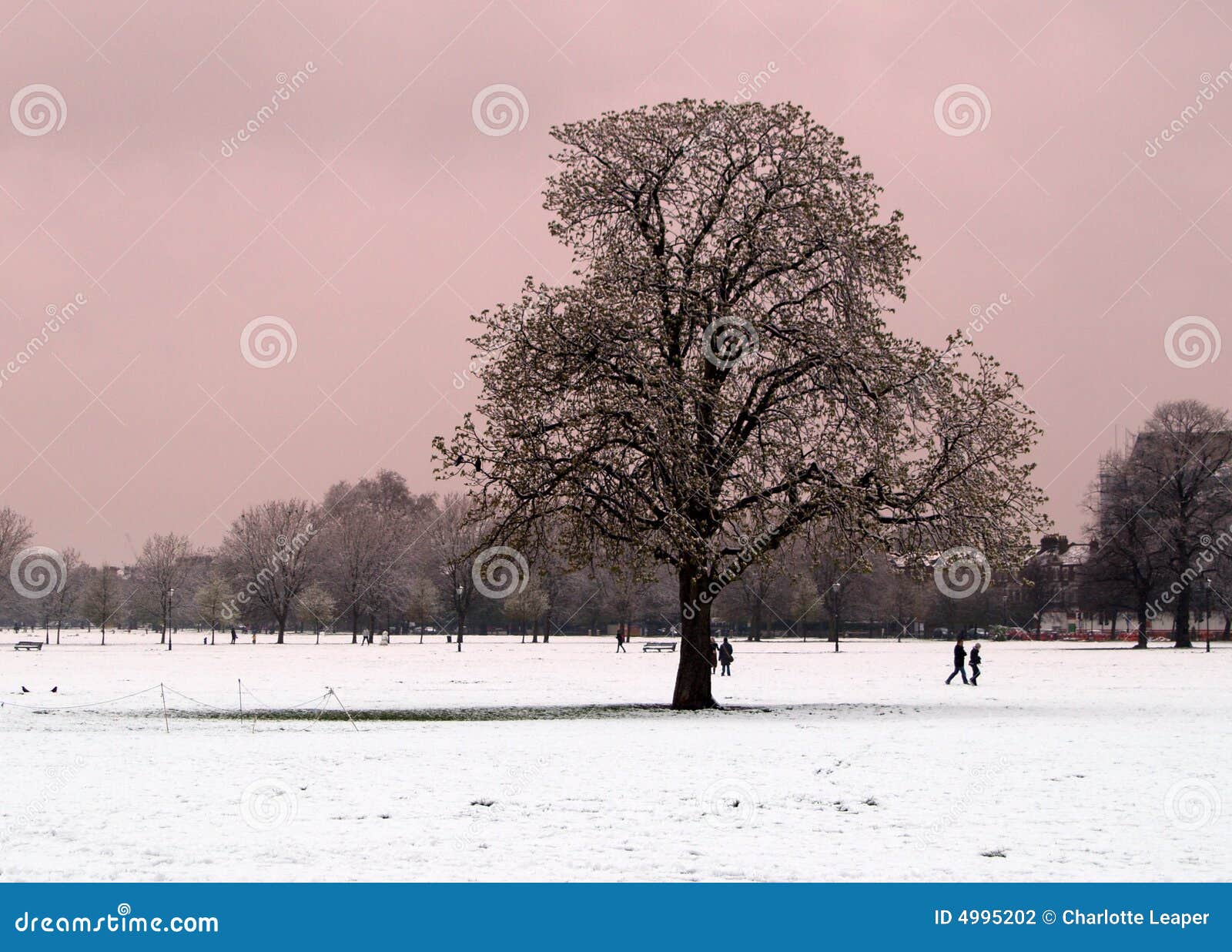 Park Scene in Snow stock photo. Image of outdoors, common - 4995202